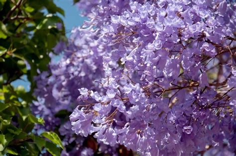 Discover The Top 10 Ornamental Trees For Your Garden