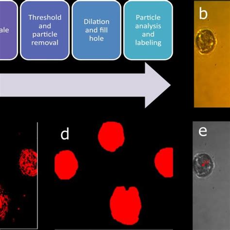 The Pollen Detection Algorithm Follows A Set Of Steps A After Download Scientific Diagram