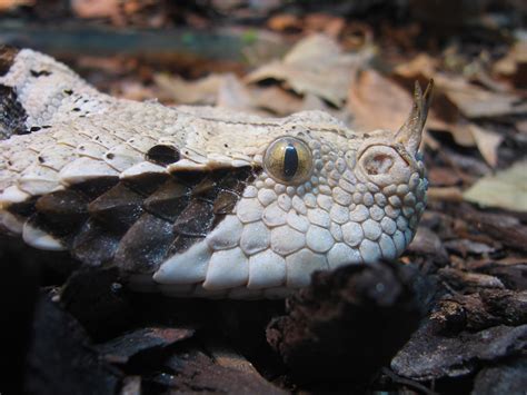 Life Is Short But Snakes Are Long Africas Giant Gaboon Vipers