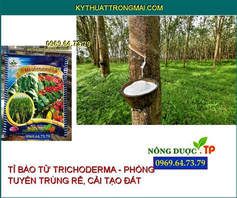 TỈ BÀo TỬ Trichoderma PhÂn BÓn Trung Vi LƯỢng Phòng Tuyền Trùng Rễ Cải Tạo Đất Kỹ Thuật Trồng Mai