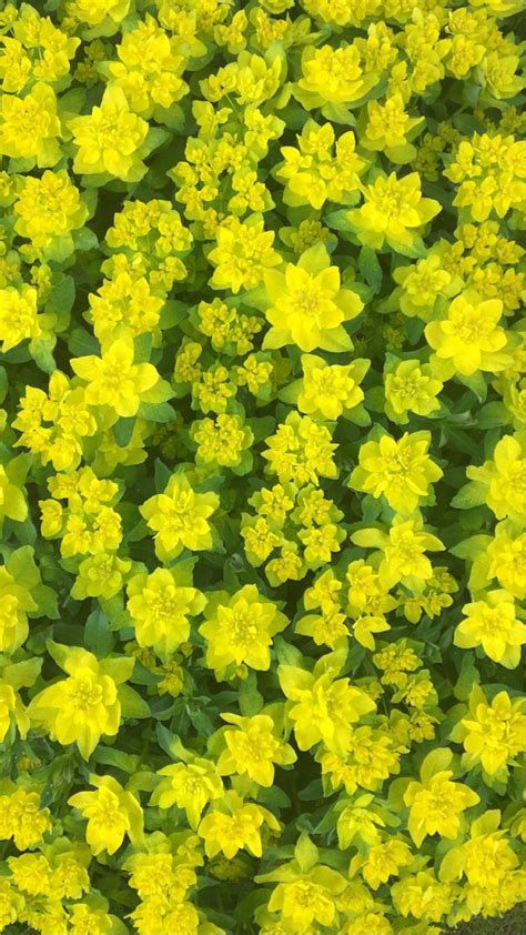 Обои с цветами Обои Цветы Часы с цветами