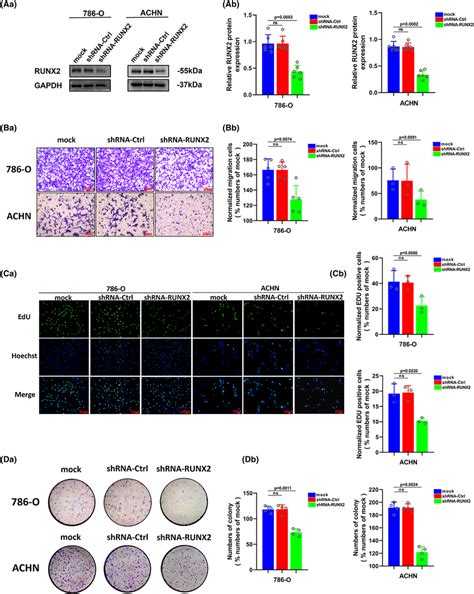 Downregulation Of Runx2 Protein Could Inhibit Proliferation And Download Scientific Diagram