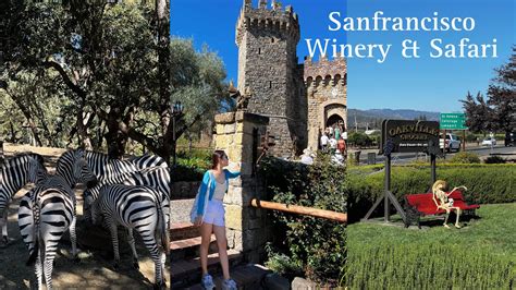 샌프란시스코 근교 여행지 추천🍇 Napa Valley 나파밸리 와인테이스팅 사파리 투어 맛집추천 캘리포니아에서 꼭
