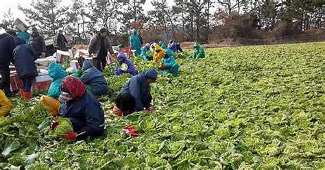 향긋한 봄 내음 가득 진도 봄동 인기
