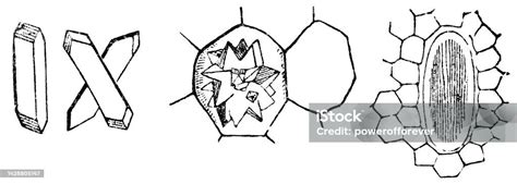 Various Different Idioblast Plant Cell Crystals 19th Century Stock Illustration Download Image