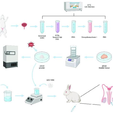 Schematic Of The Fabrication Of Gelatin Decm Hydrogel For Urethra Repair Download Scientific