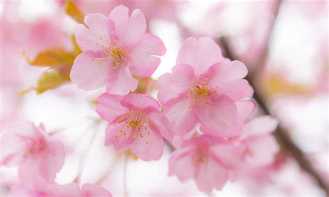 Cherry Blossom Tree Colors At Tracey Parmelee Blog