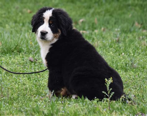 Vente Chien Bouvier Bernois Chien Bouvier Bernois