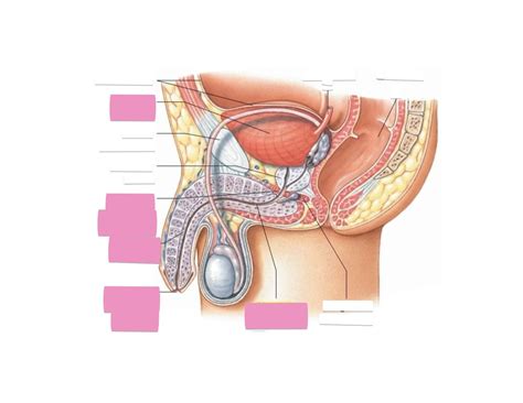 Male Urinary System Diagram Quizlet