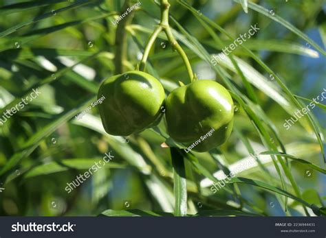Yellow Oleander Seed