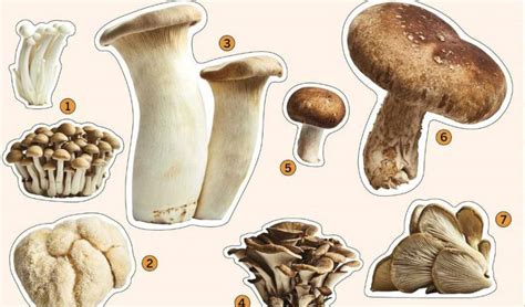 Hongos Eryngii El Rey De Las Setas