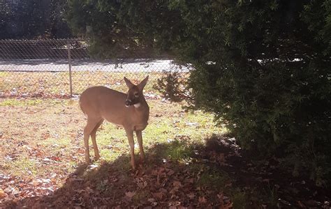 This Mortgage Broker Doesnt Play Reindeer Games Burke Mortgage