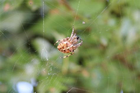 Cross Orb Weaver By Lazernaut On Deviantart