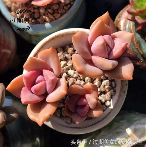 多肉植物養護方法 季節篇（一）冬季室內養護 每日頭條