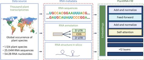 An Interpretable Rna Foundation Model For Explo
