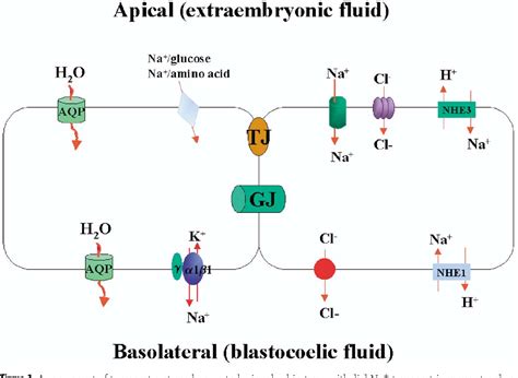 Trophectodermal Cell Differentiation Semantic Scholar