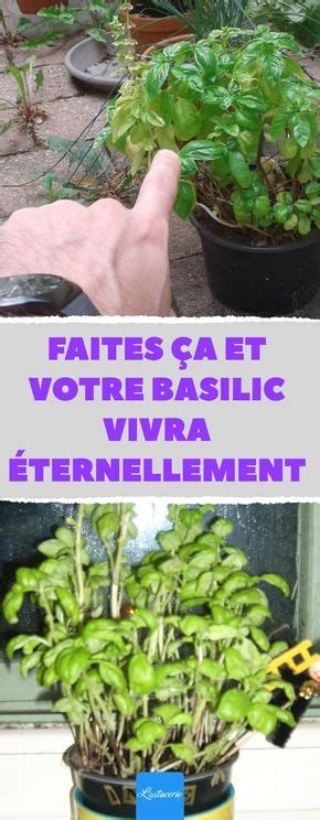 9 Idées De Plante Aromatique Jardin De Légumes Jardinage Potager Trucs Et Astuces Jardinage