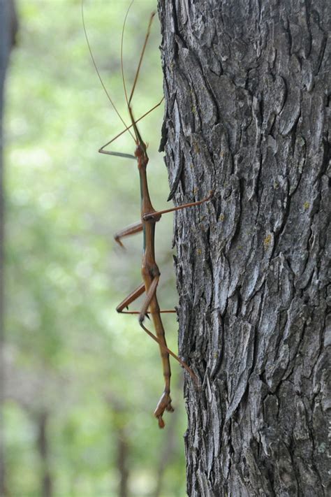 Mantodea And Phasmatodea In Every Walk With Nature
