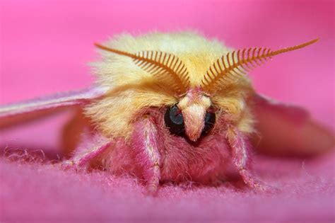 Rosy Maple Moth Cute