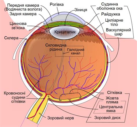 Око — опис схема будови і функції