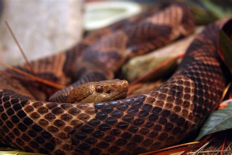 Southern Copperhead Snake Pictures Copperhead South Carolina