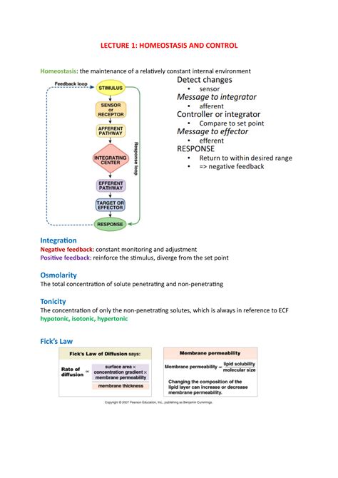 Phys2000 8 Lectures Lecture Notes 1 10 Lecture 1 Homeostasis And