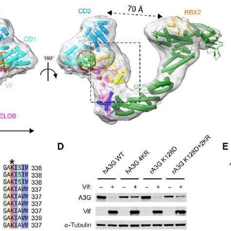 Architecture Of The A3g Vif Cul5 Complex A Cryo Em Density Map