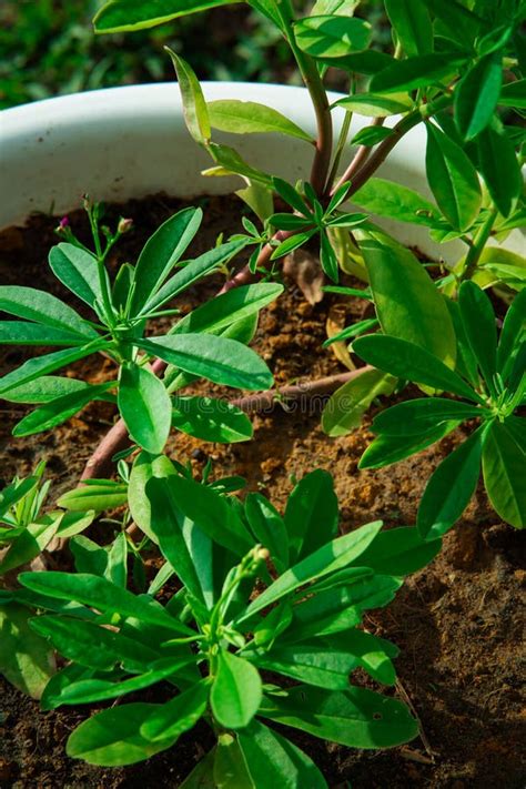 Tapioca Leaf Tapioca Plant At The Homeyard Stock Image Image Of