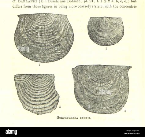 This Work Presents New Species Of Paleozoic Fossils Including Detailed Descriptions And