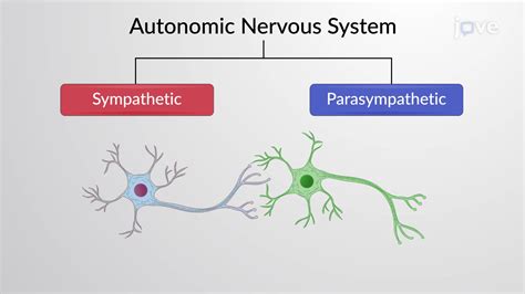 Video Autonomic Nervous System Overview