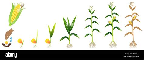 Cycle Of Growth Of A Corn Plant On A White Background Stock Vector