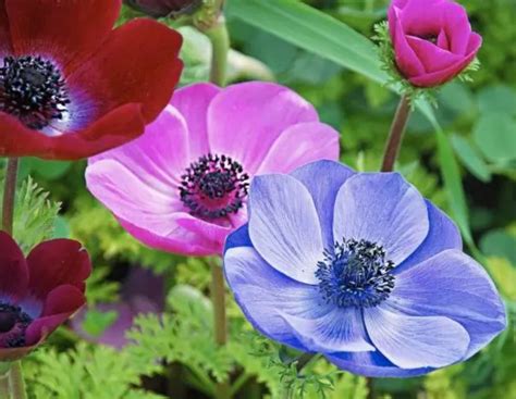 ყვავილების ლაბორატორია ყვავილთაი