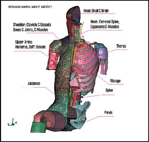 Table 1 From Development Of A Human Body Finite Element Model For