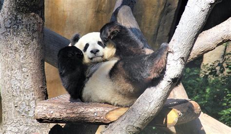 Boost Your Data Analysis With Pandas Towards Data Science