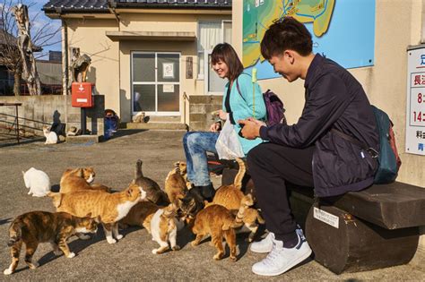 Пушистые и независимые достопримечательности 10 самых «кошачьих мест