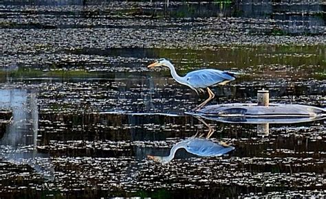 [고명진의 포토 영월] 노루공원의 백로와 왜가리 아시아엔 The Asian