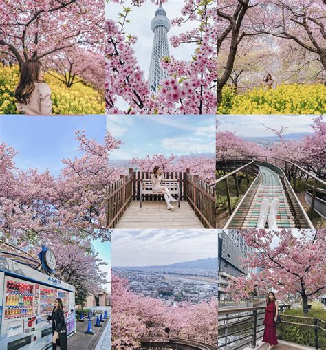 Hanami Stellar Travel Guide
