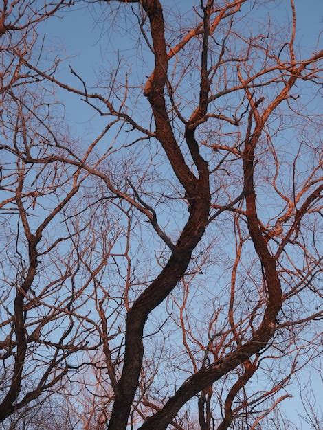 Page Naked Tree Images Free Download On Freepik
