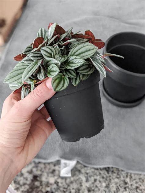 Heres How To Care For The Lovely Peperomia Rosso Plant