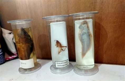 Microstructure Specimen Set At ₹ 500 Piece Microstructure Specimen Set In Prayagraj Id