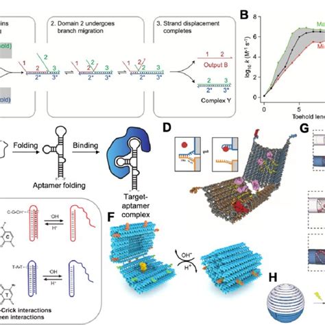Dynamic Dna Nanotechnology And Its Application In Constructing Dynamic