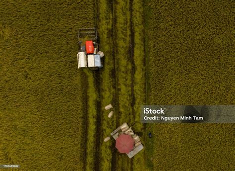 콤바인 수확기로 쌀을 수확하는 추상적인 항공 이미지 Tien Giang 지방 Tiền Giang Province에 대한 스톡 사진 및 기타 이미지 Tiền Giang