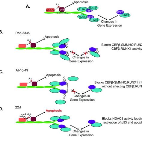Schematic Representation Of The Cbfβ Smmhc Fusion Protein Diagram Download Scientific Diagram