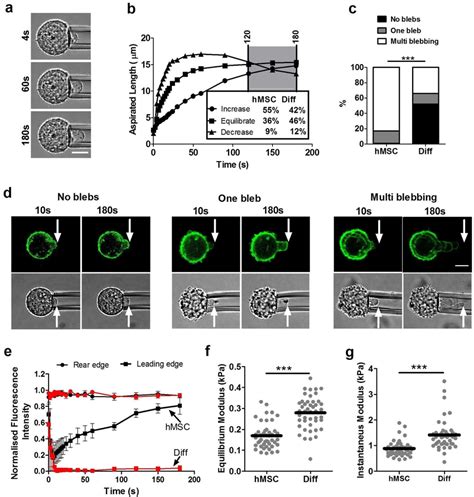 Differentiated Cells Exhibit Increased Membrane Actin Cortex Adhesion