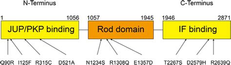 Structure Of Dsp Gene And Localization Of Variants Dsp Is Composed Of Download Scientific