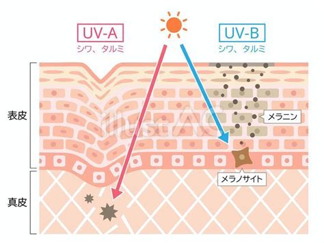 무료 벡터 제목