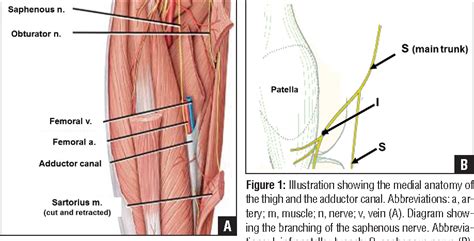 Adductor Canal Block Anatomy
