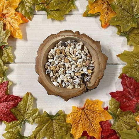 A Bag Of Tiny Sea Shells