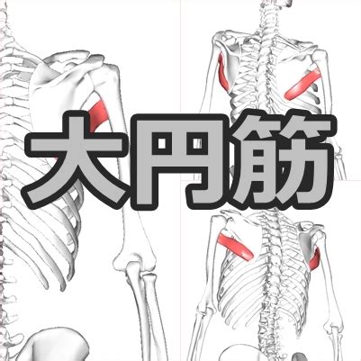 大円筋解剖学ストレッチ方法と臨床で役立つ3つの特徴
