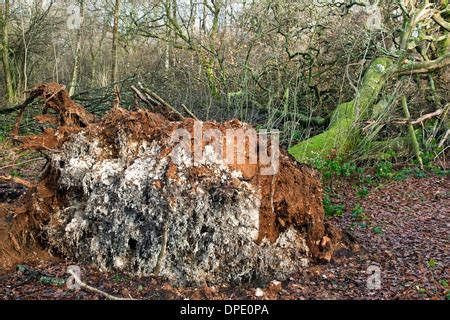 A Fallen Tree Blown Over By The Wind Blocking A Track Stock Photo Alamy